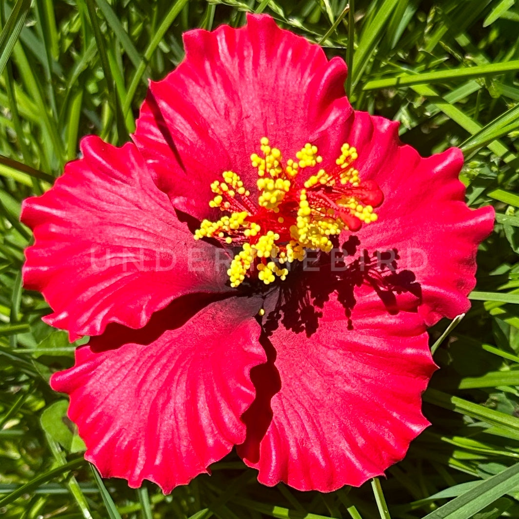 Samoan Flower Sei | Foam Flowers | Underthebird – Under The Bird