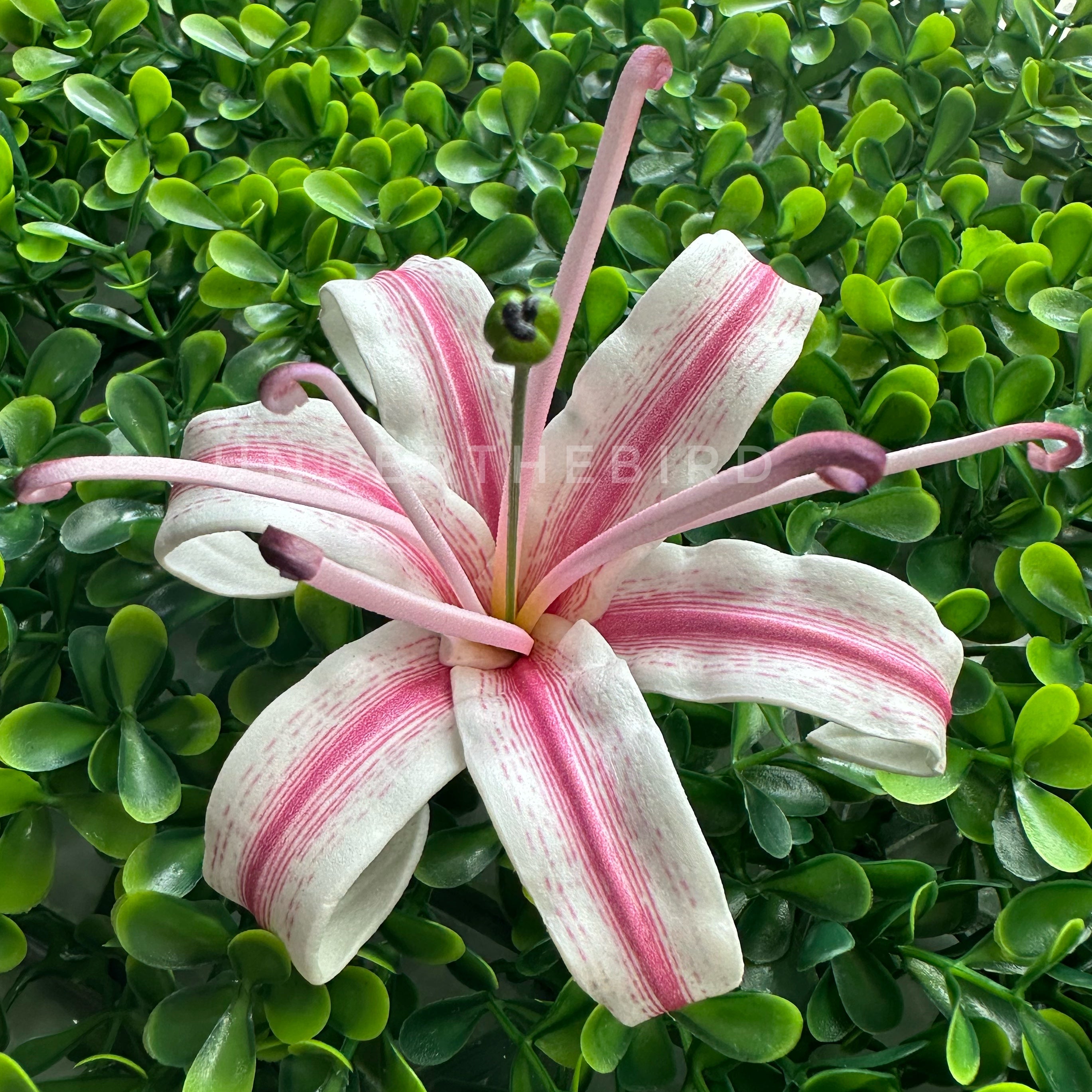Samoan Flower Sei | Foam Flowers | Underthebird – Under The Bird