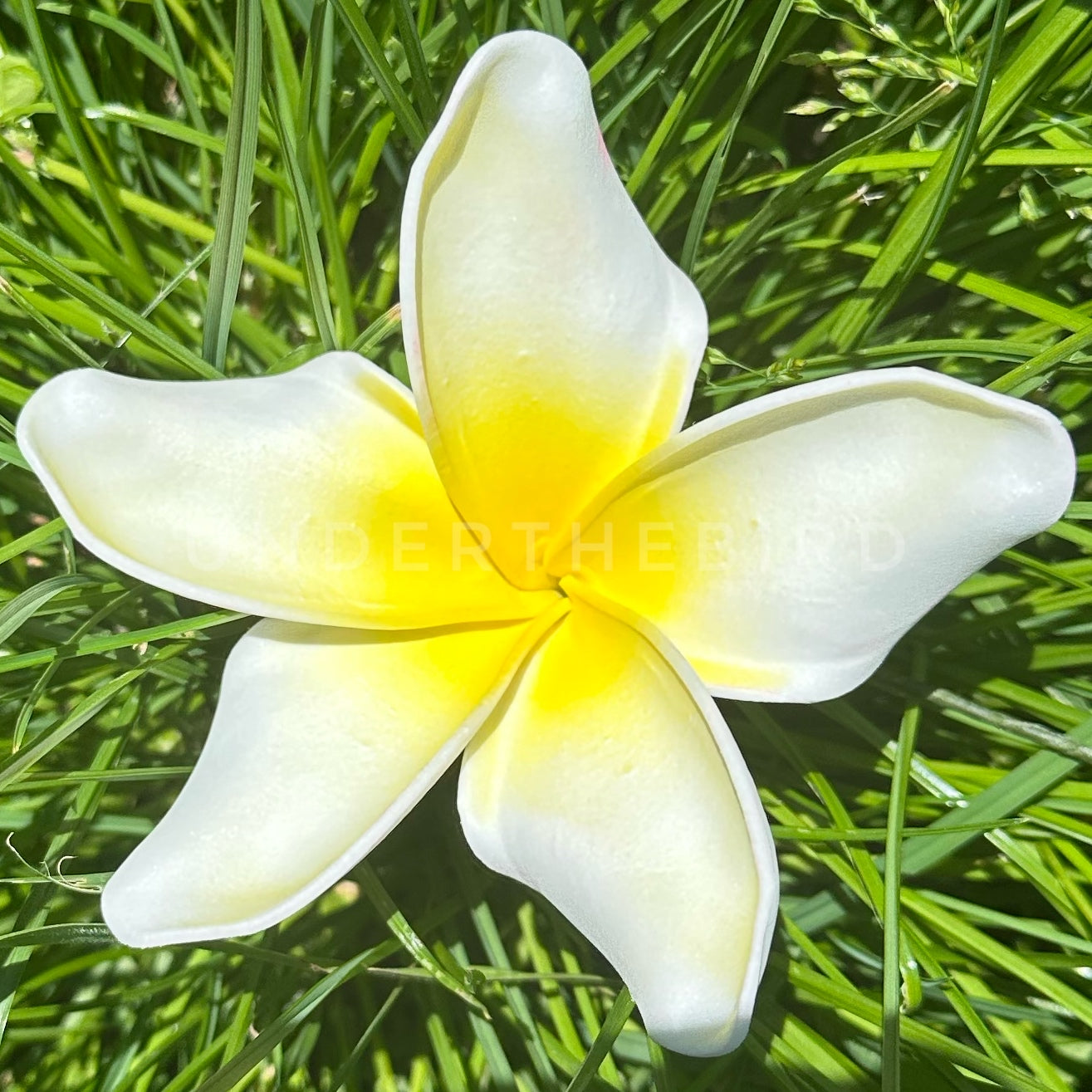 Samoan Flower Sei | Foam Flowers | Underthebird – Under The Bird