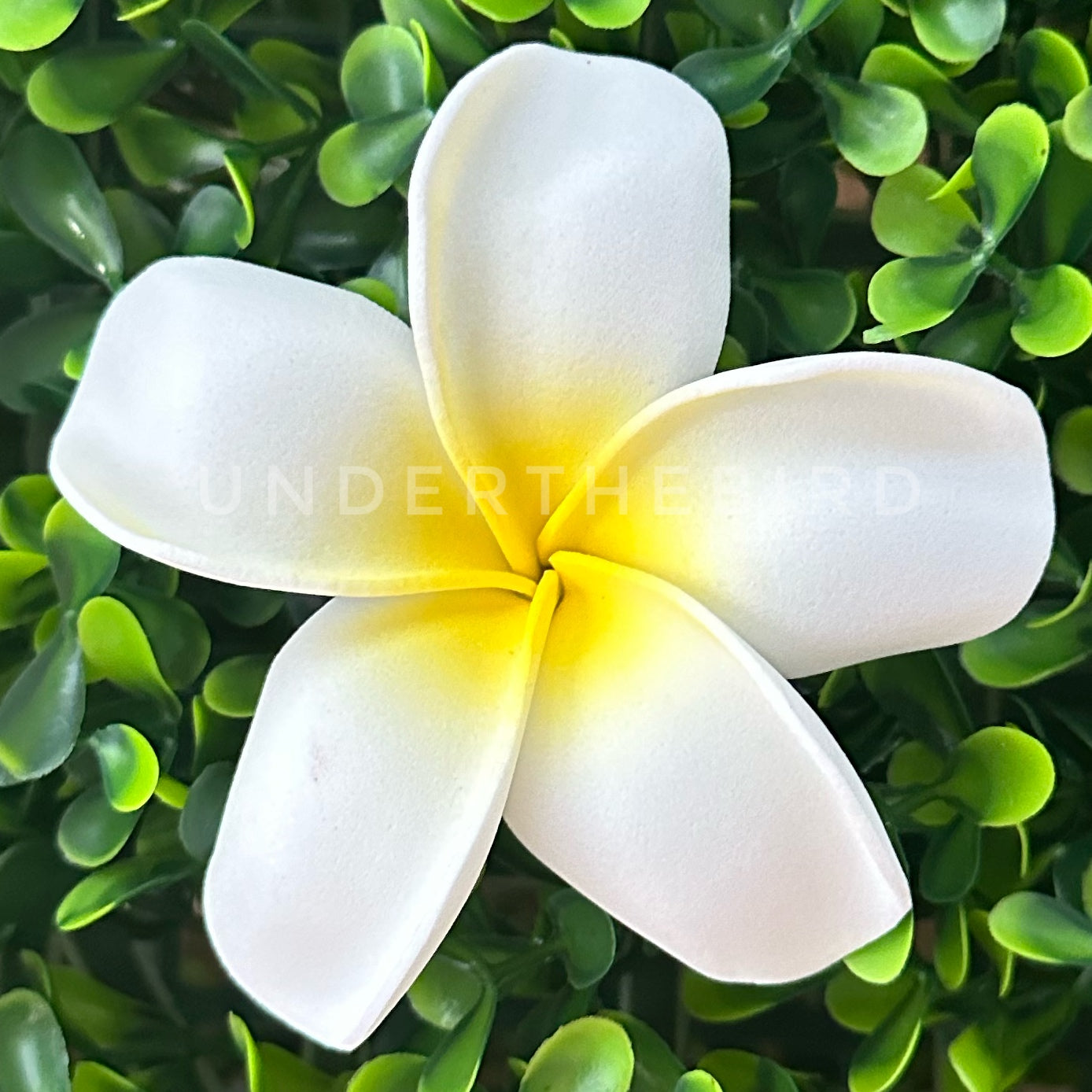 Samoan Flower Sei | Foam Flowers | Underthebird – Under The Bird